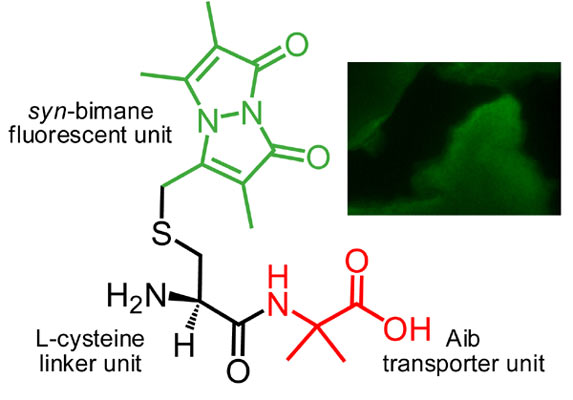 Bimanes and other Fluorophores – Grynszpan Lab