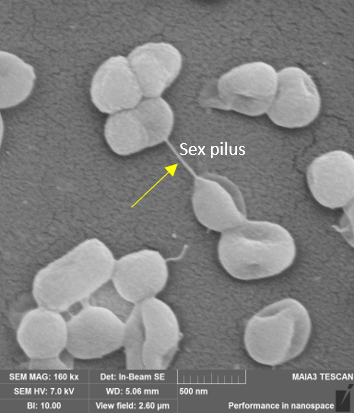 Plastic polymers – colonization and biodegradation by marine ...